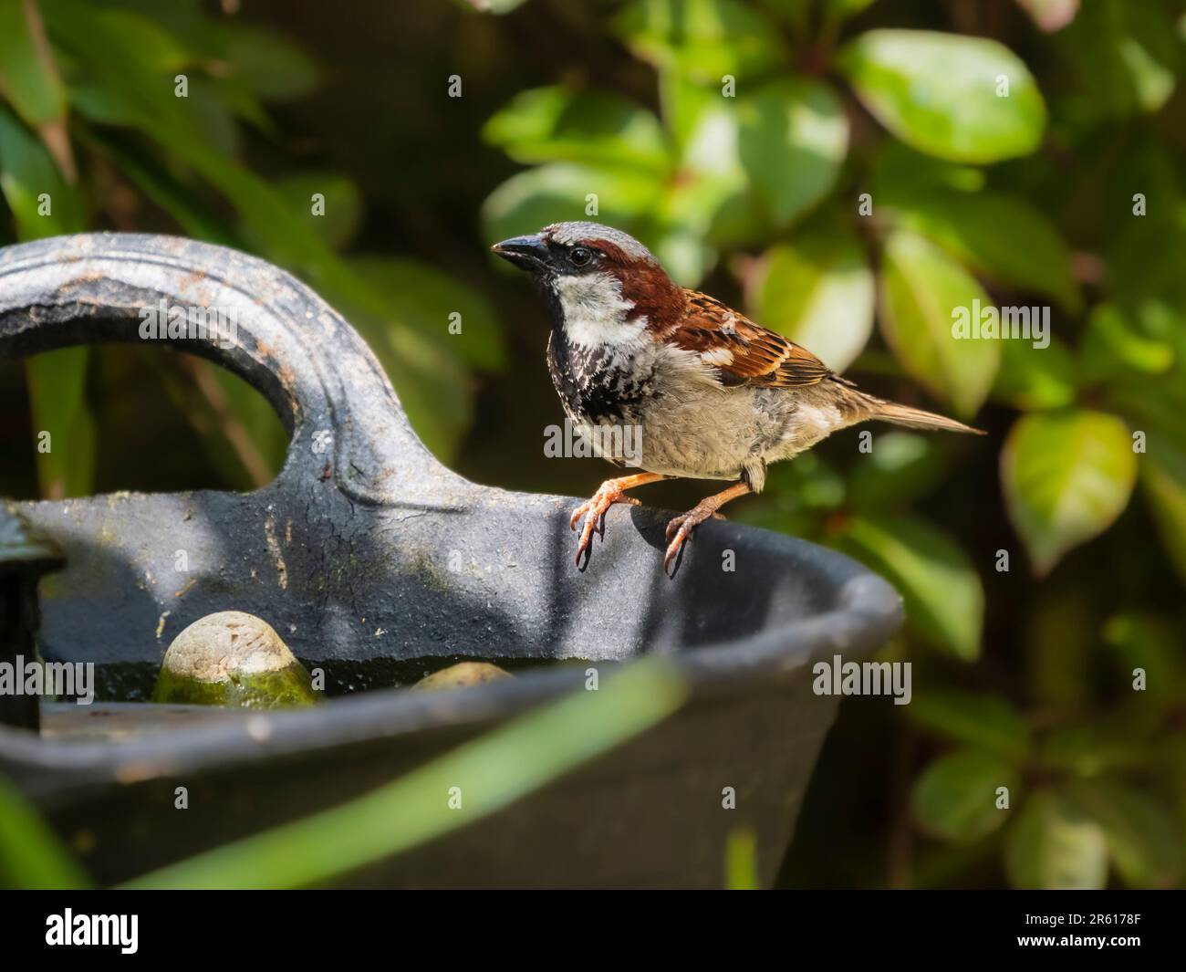 Male UK house sparrow, Passer domesticus, perched on the rim of an ...