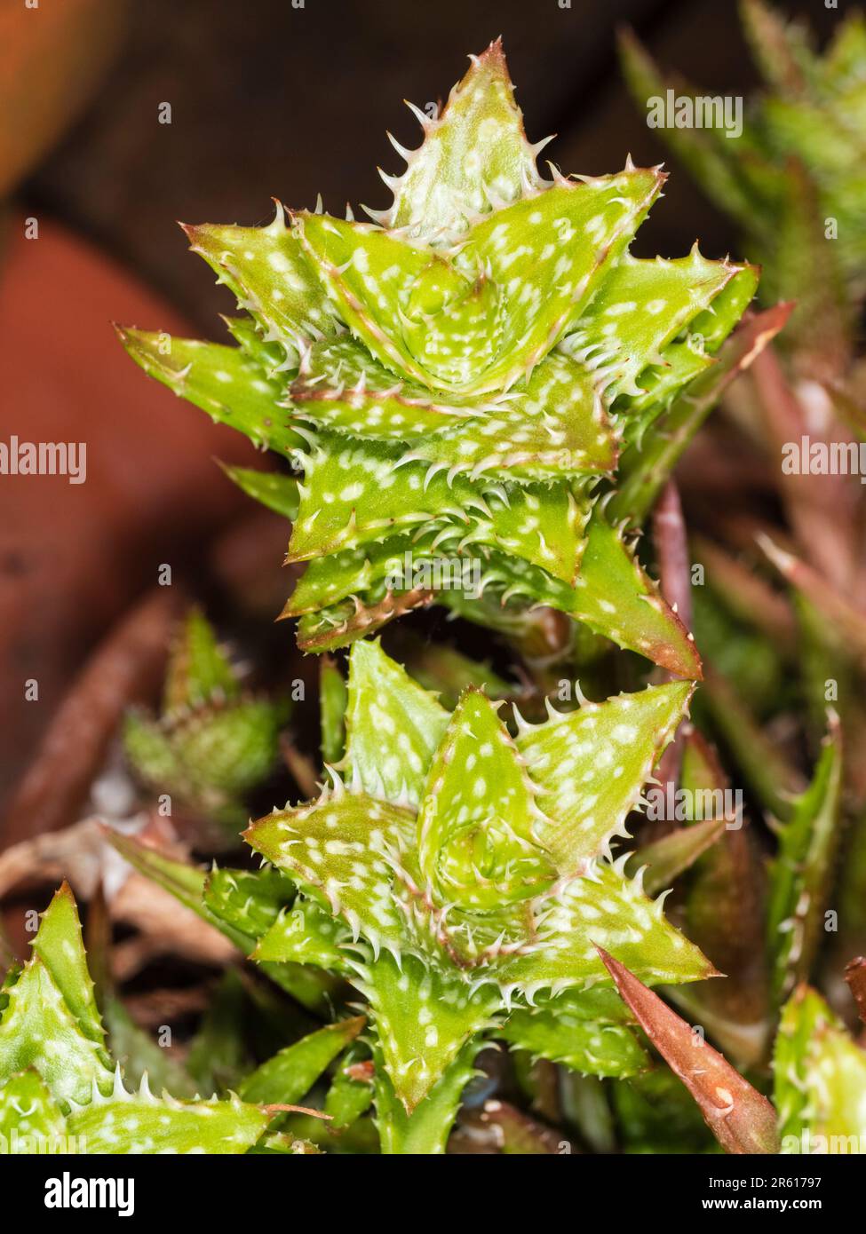 White spotted aloe hi-res stock photography and images - Alamy