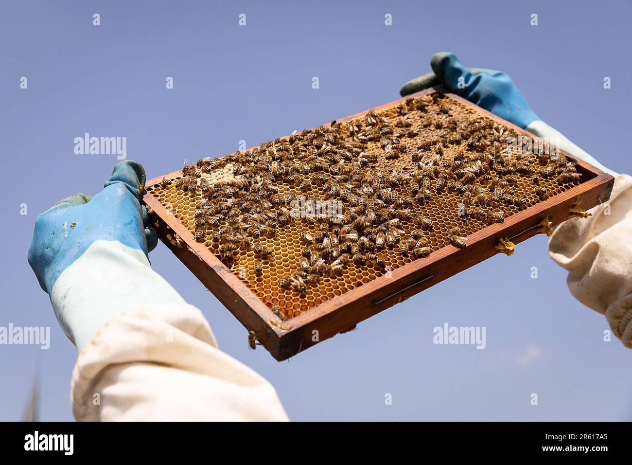 Honing bee hi-res stock photography and images - Alamy