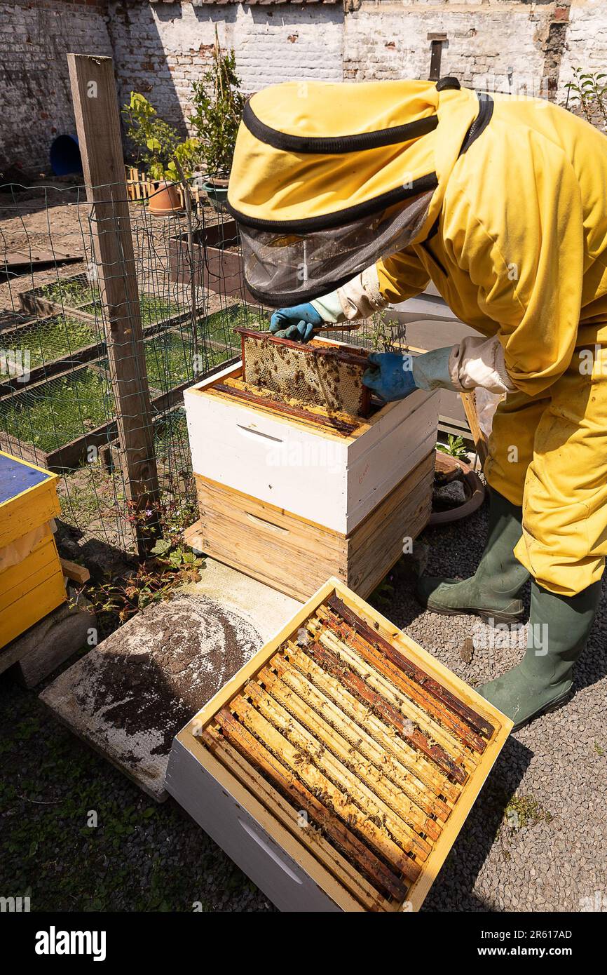 Honing bee hi-res stock photography and images - Alamy