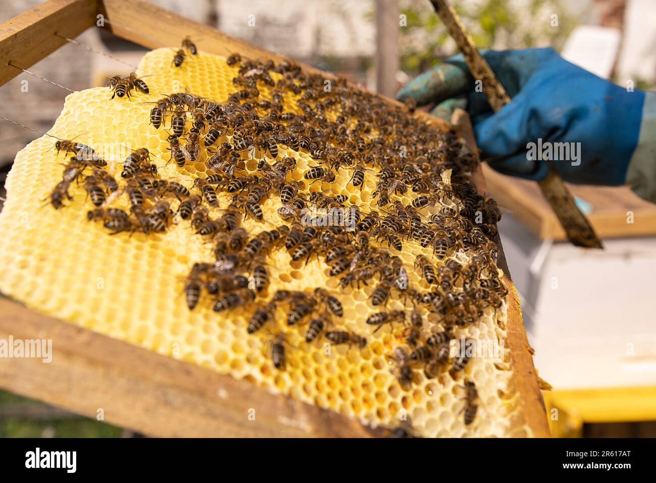 Bee colonies hi-res stock photography and images - Alamy