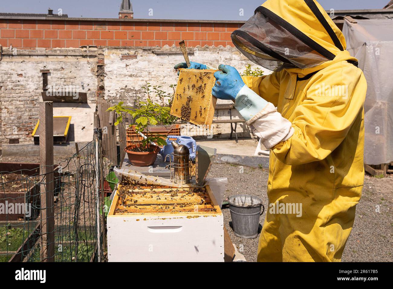 Honing bee hi-res stock photography and images - Alamy