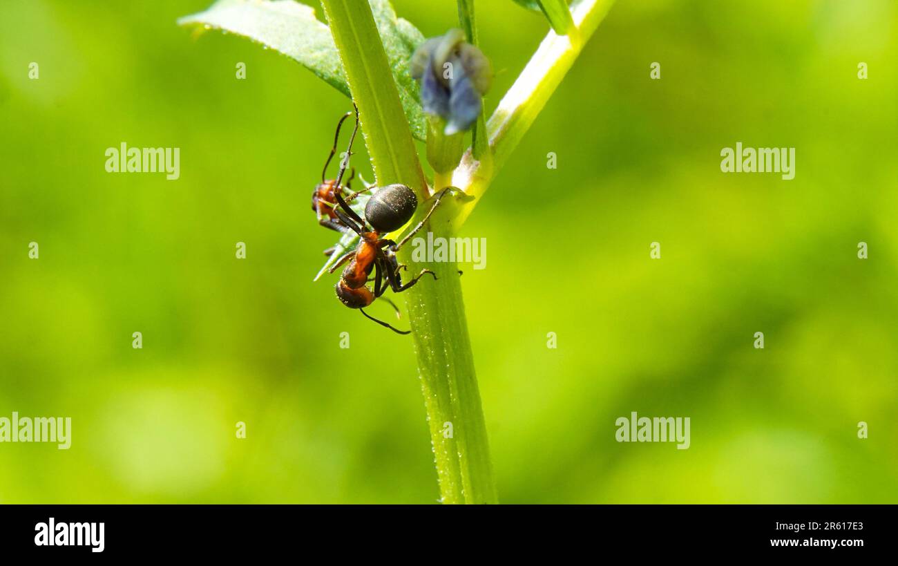 ants are looking for food on green branches. Work ants are walking on ...