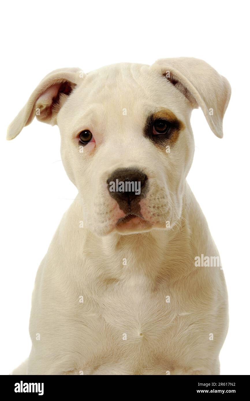 Puppy dog on a clean white background Stock Photo - Alamy
