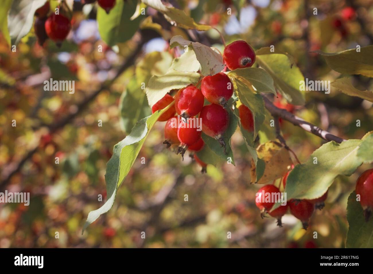 Selective focus red ripe small fruits on the tree in orchard, Malus is ...