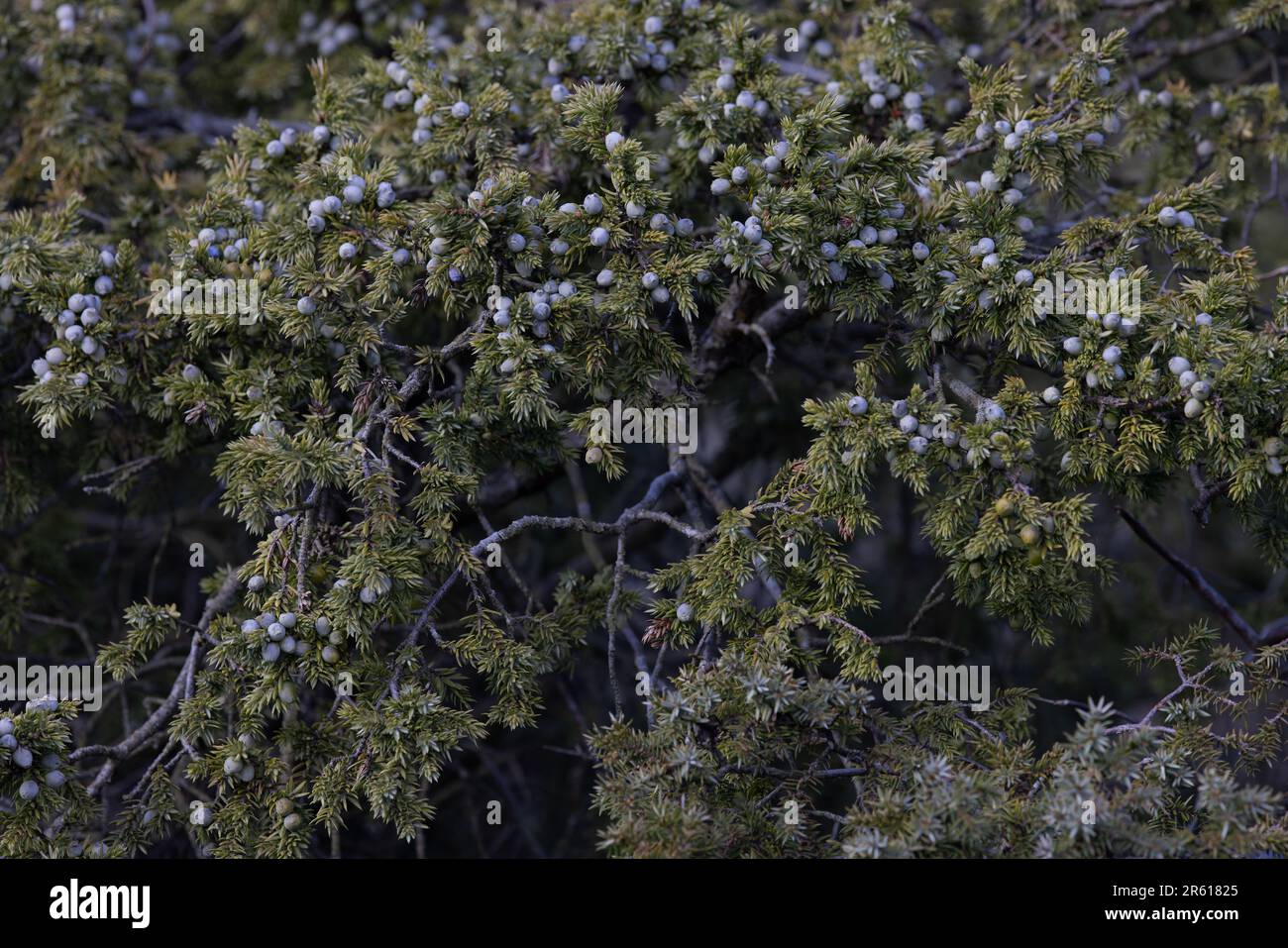 Juniper (Juniperus communis) berries Co Durham Forest-in-Teesdale Stock ...