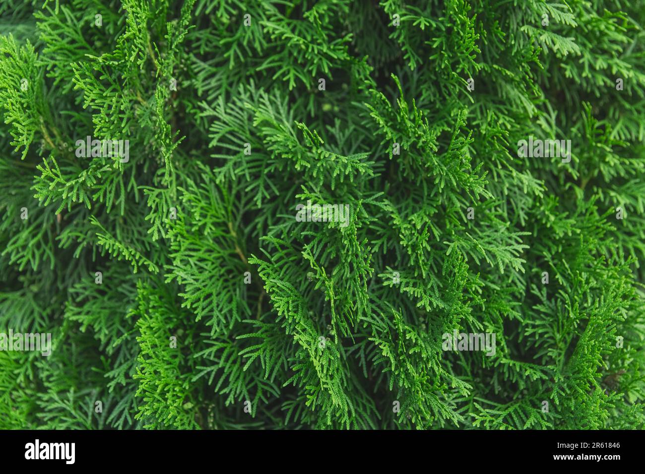 Green branches of the thuja tree natural background plant abstract ...