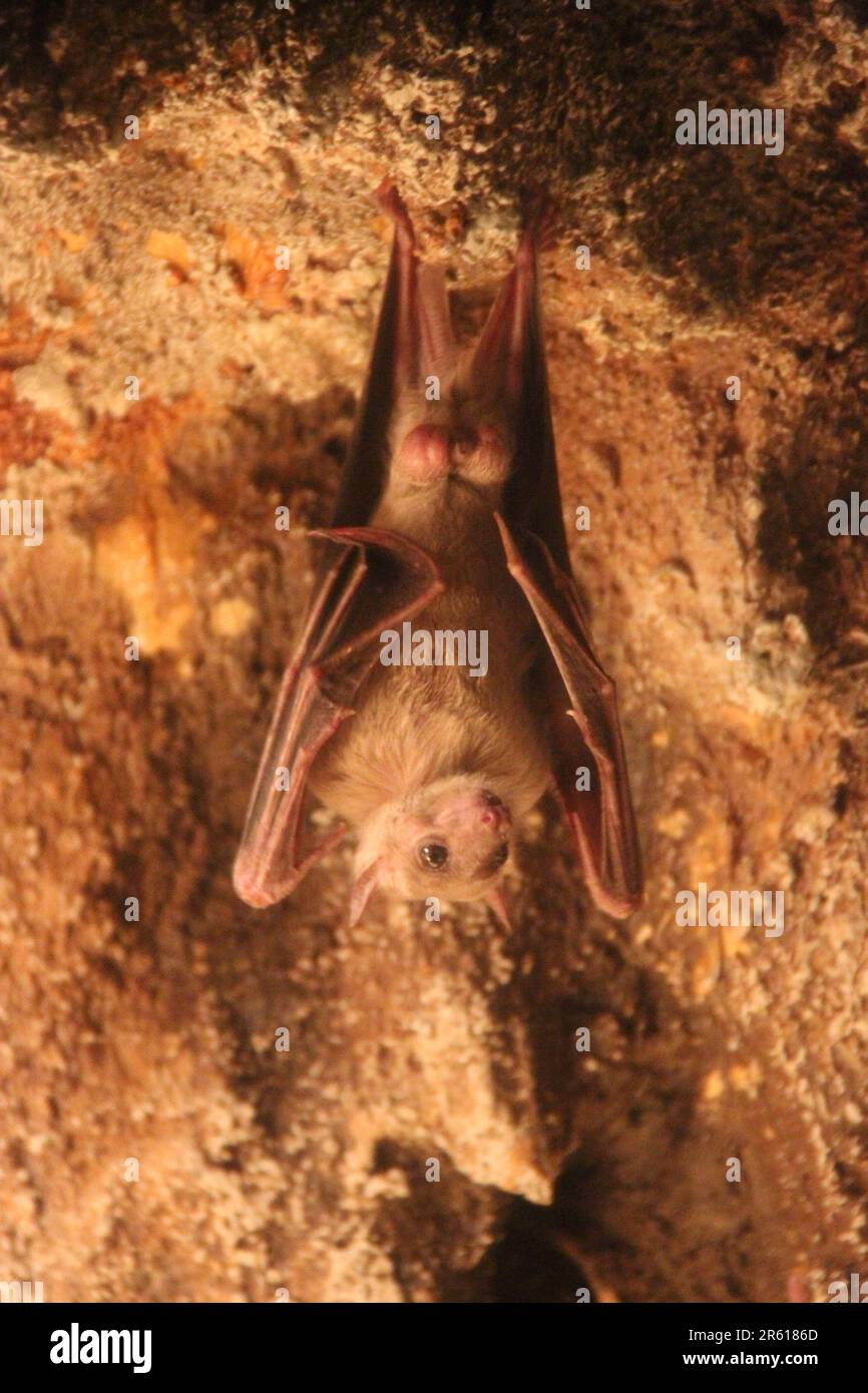 bat in a zoo in osaka (japan Stock Photo - Alamy