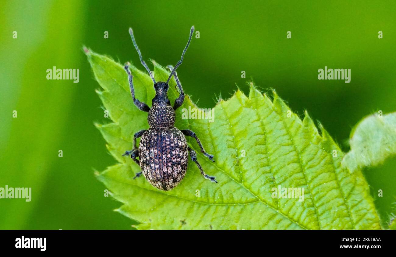 Black vine weevil (Otiorhynchus sulcatus) is an insect native to Europe ...