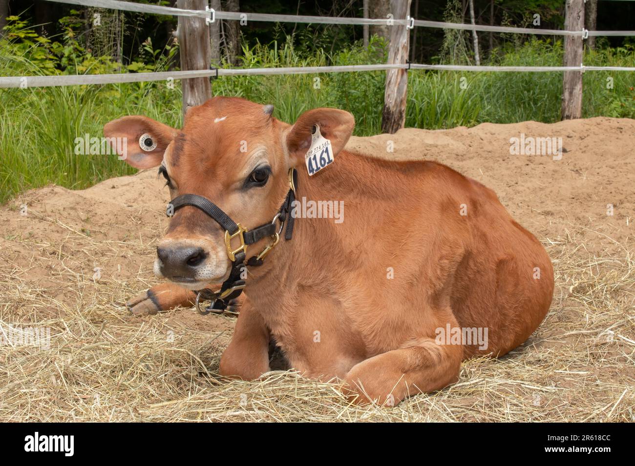 Funny moo cow hi-res stock photography and images - Alamy