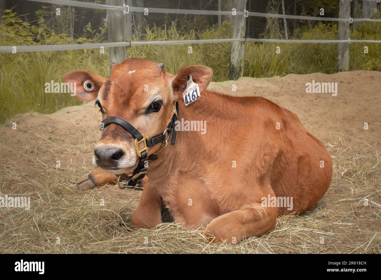 Funny Milk Cow Pictures