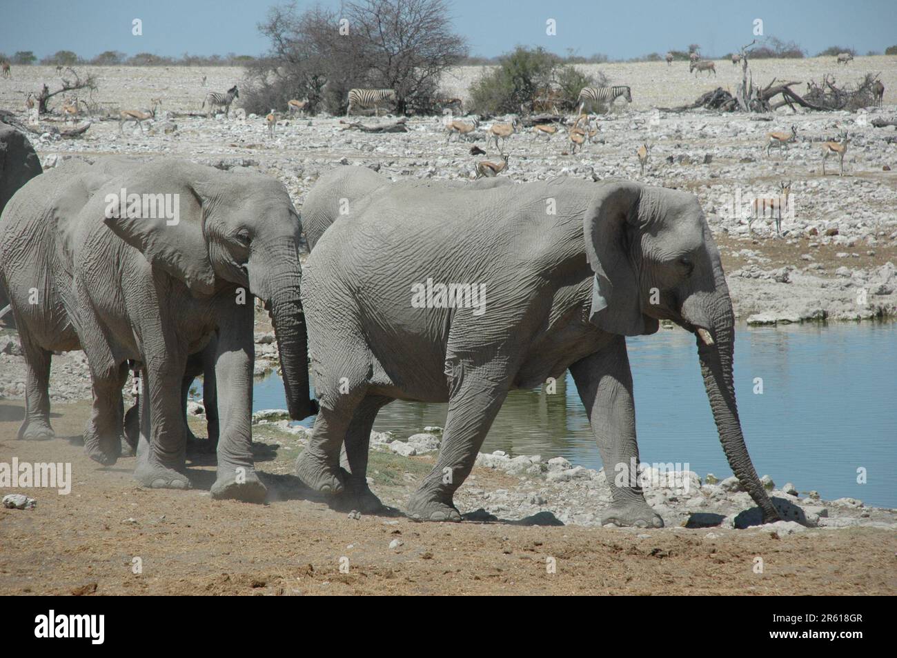 African elephants walking through a serene wetland environment, in ...