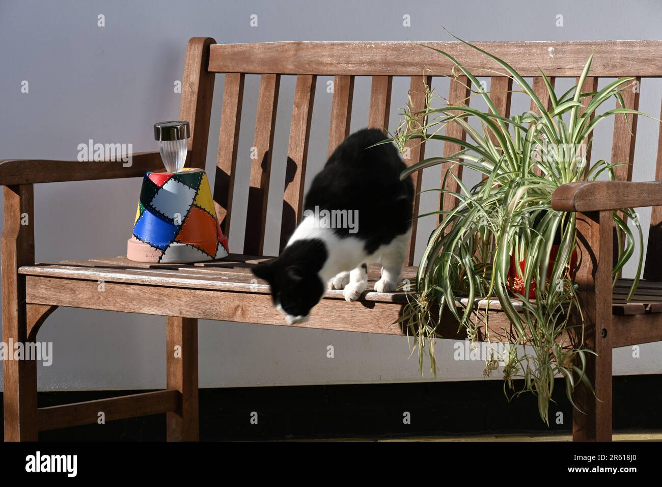 Cat jump off the bench at the garden Stock Photo - Alamy