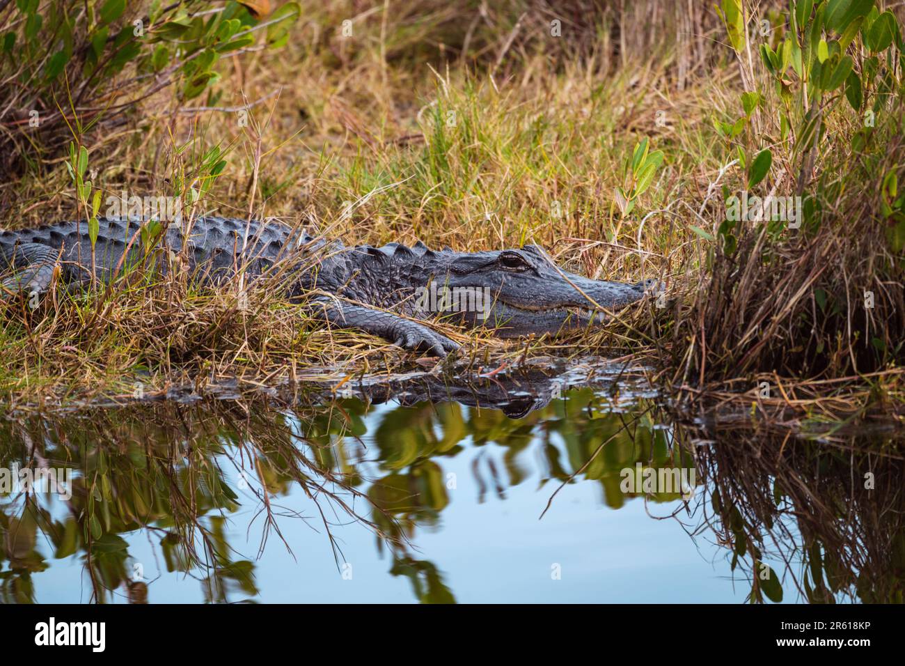 Alligator lays in a marsh in the Merritt Island National Wildlife ...