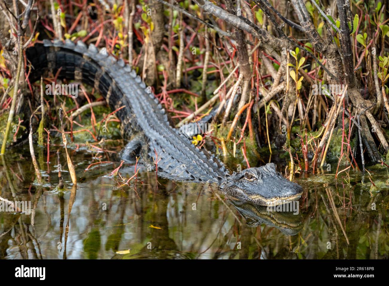 Small alligator waits in prey in the pond marsh in Florida Stock Photo ...
