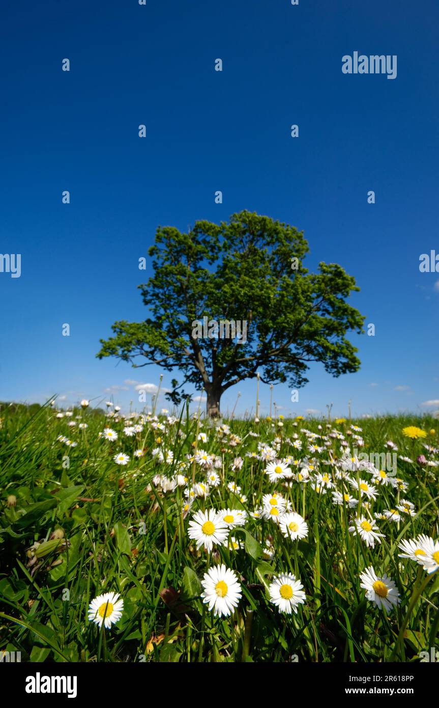 Dandelion and daisy flowers with a tree in the background Stock Photo ...