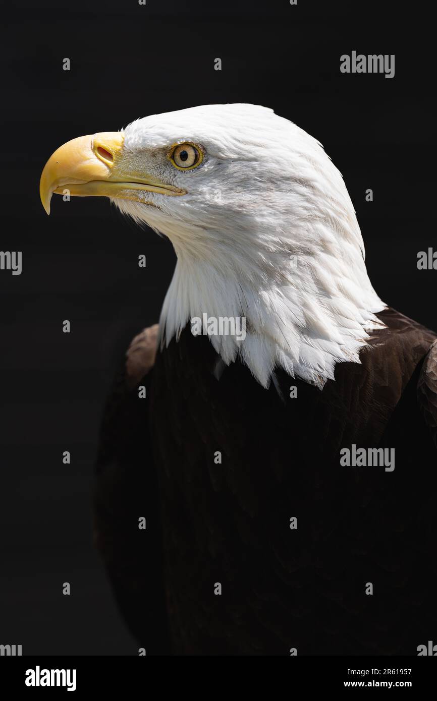 Bald eagle flying away hi-res stock photography and images - Alamy