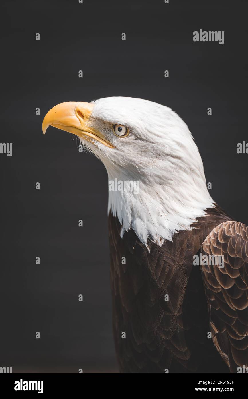 Bald eagle flying away hi-res stock photography and images - Alamy