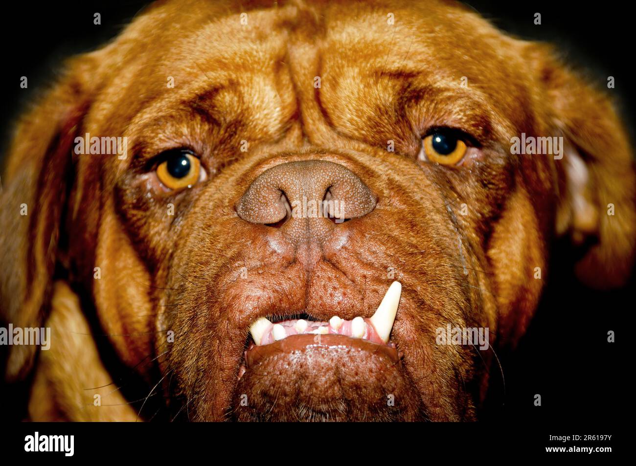 Face of a dog with long teeth Stock Photo - Alamy