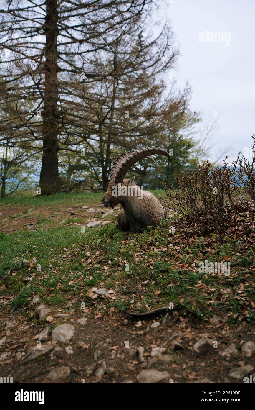 Asian ibex hi-res stock photography and images - Alamy