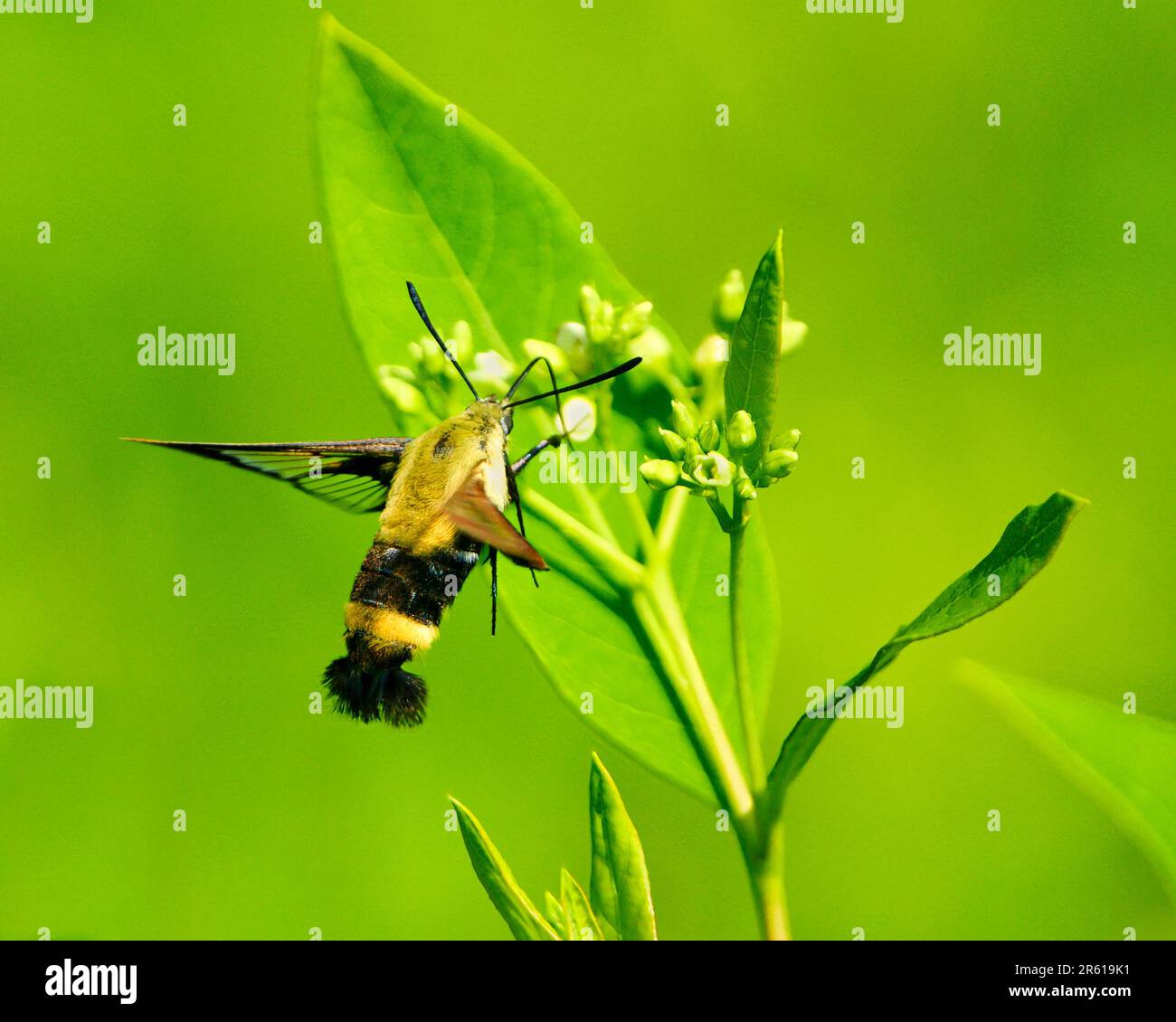 Paranthrene hi-res stock photography and images - Alamy