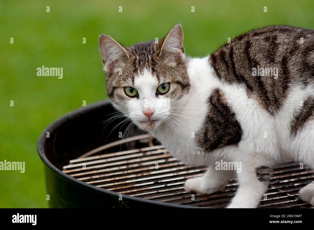 Cat on grill hi-res stock photography and images - Alamy