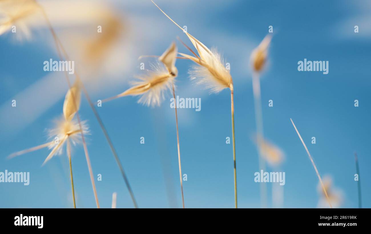 Hay plants blown wind under hi-res stock photography and images - Alamy