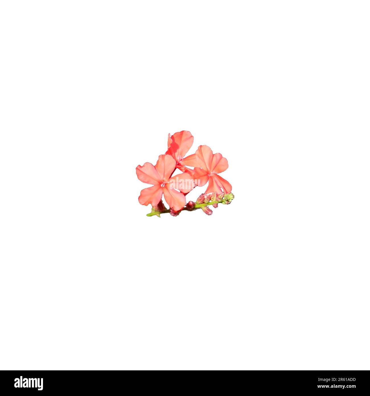 Set of small pink five-petal flowers isolated on a plain background ...