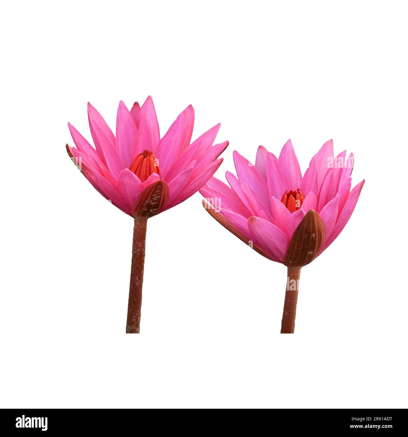 Close-up image of two isolated pink lotus flowers, showing off their ...