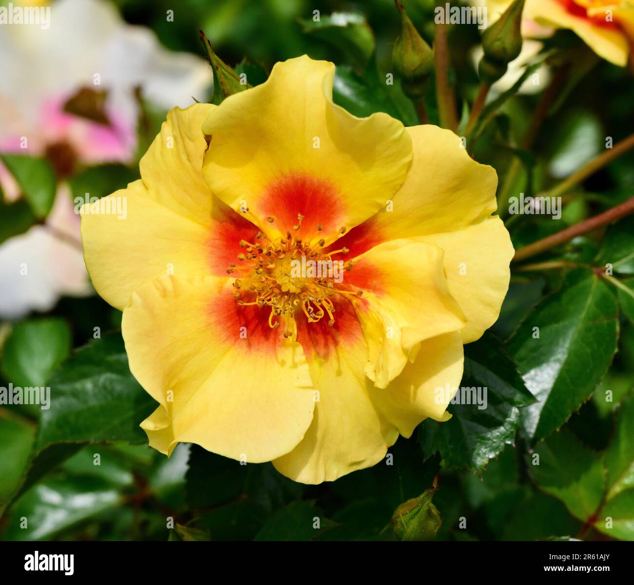 A close-up of a vibrant yellow Shrub rose Ringo flower Stock Photo - Alamy