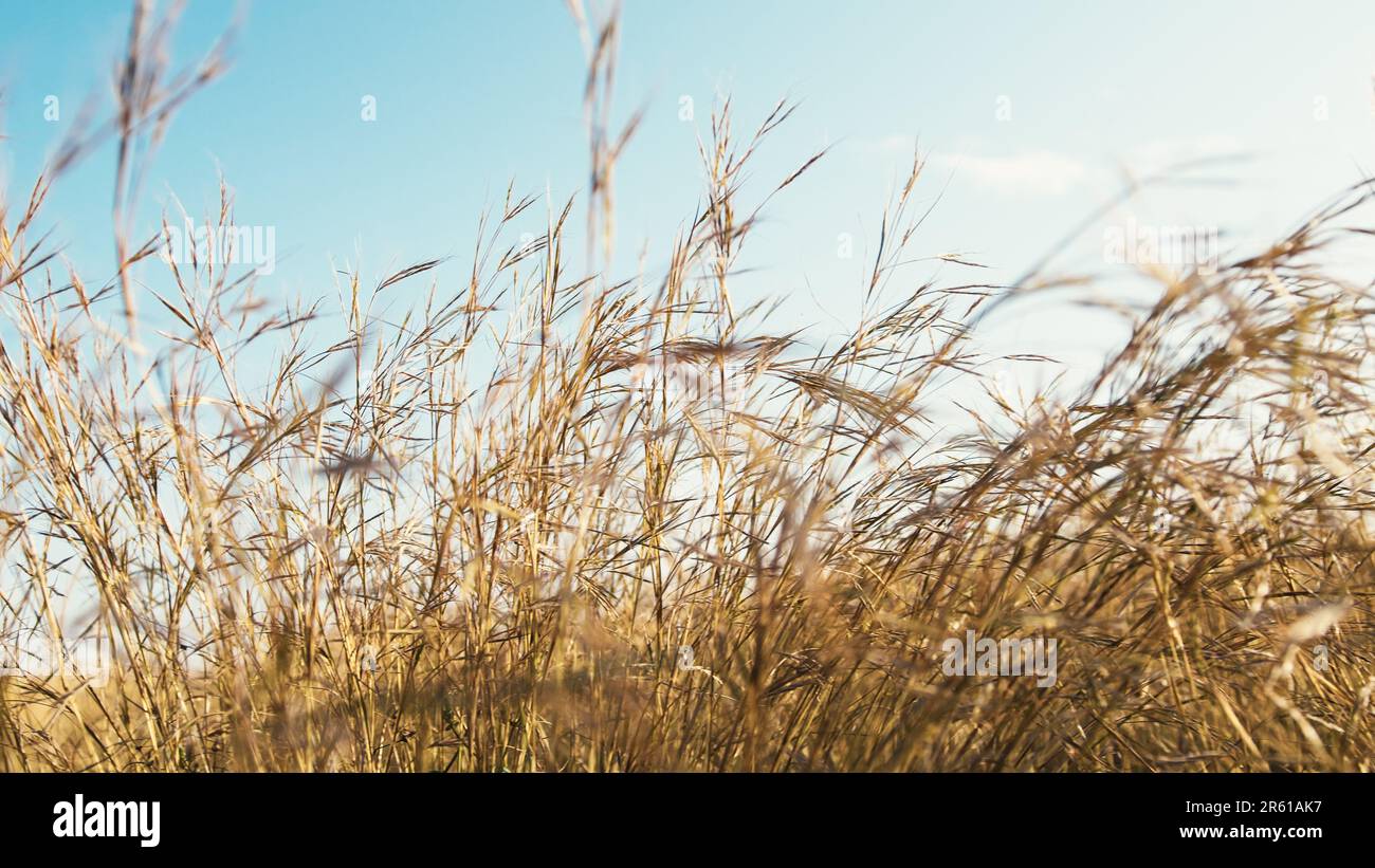 Hay plants blown wind under hi-res stock photography and images - Alamy