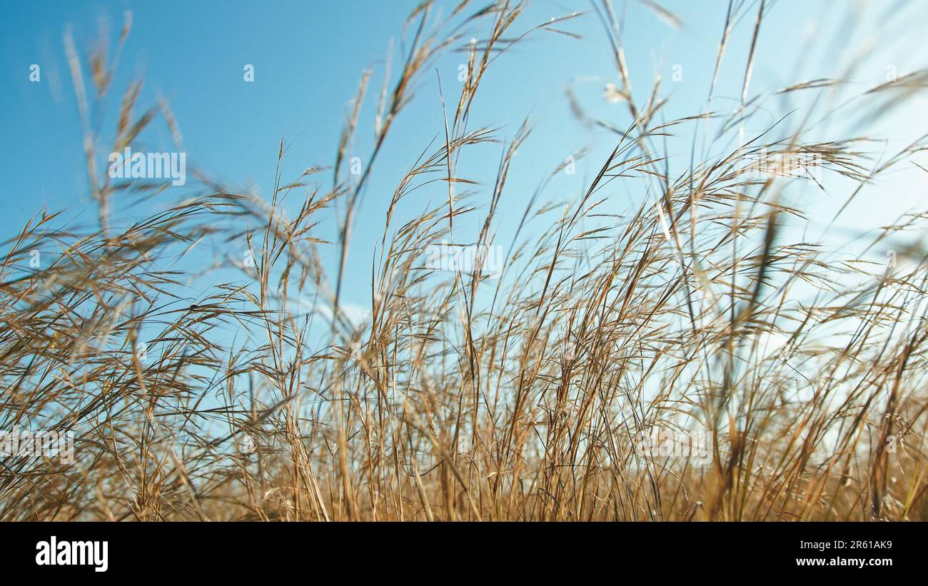 Hay plants blown wind under hi-res stock photography and images - Alamy