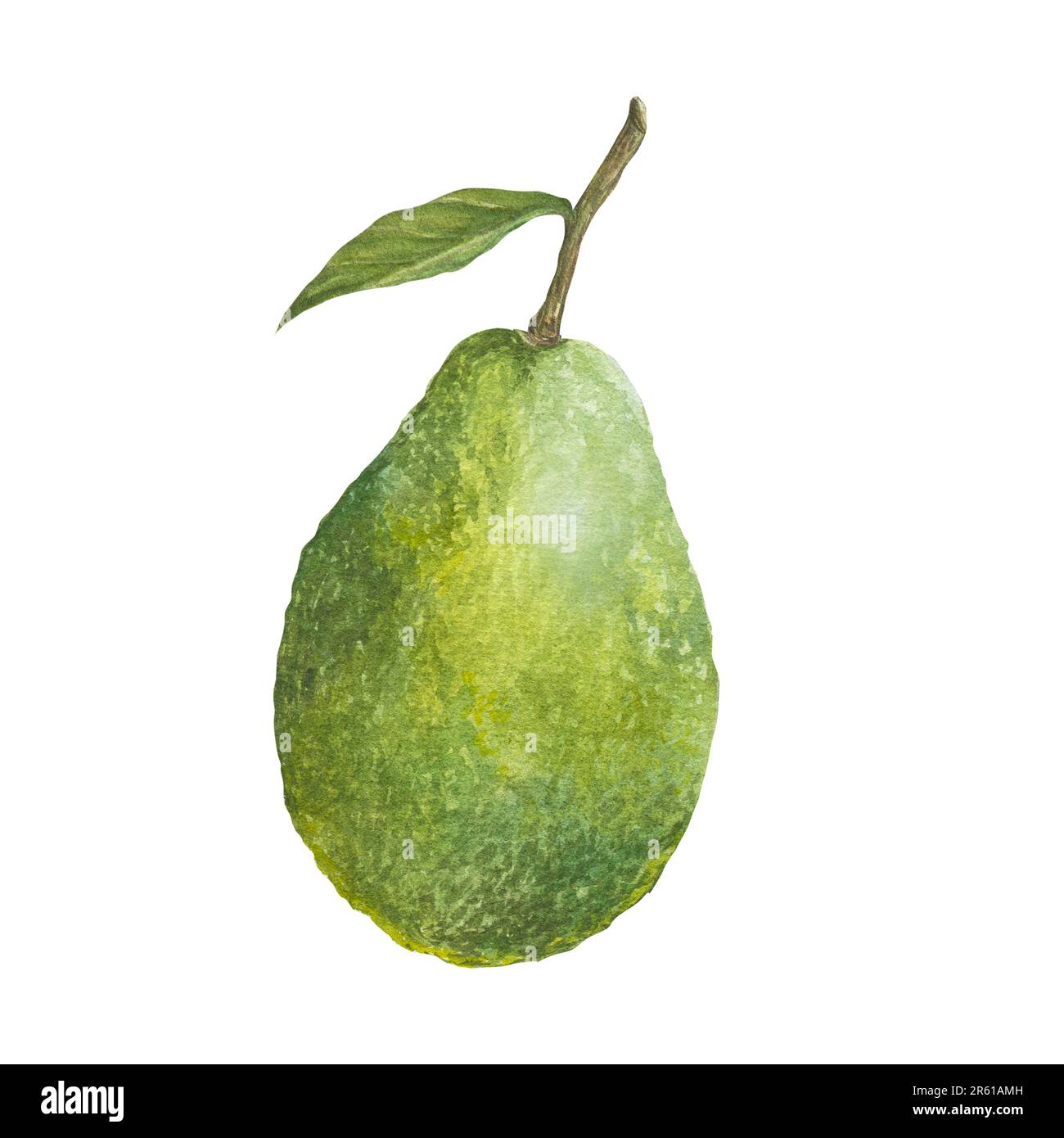 Watercolor botanical illustration of avocado hass and leaves , isolated ...