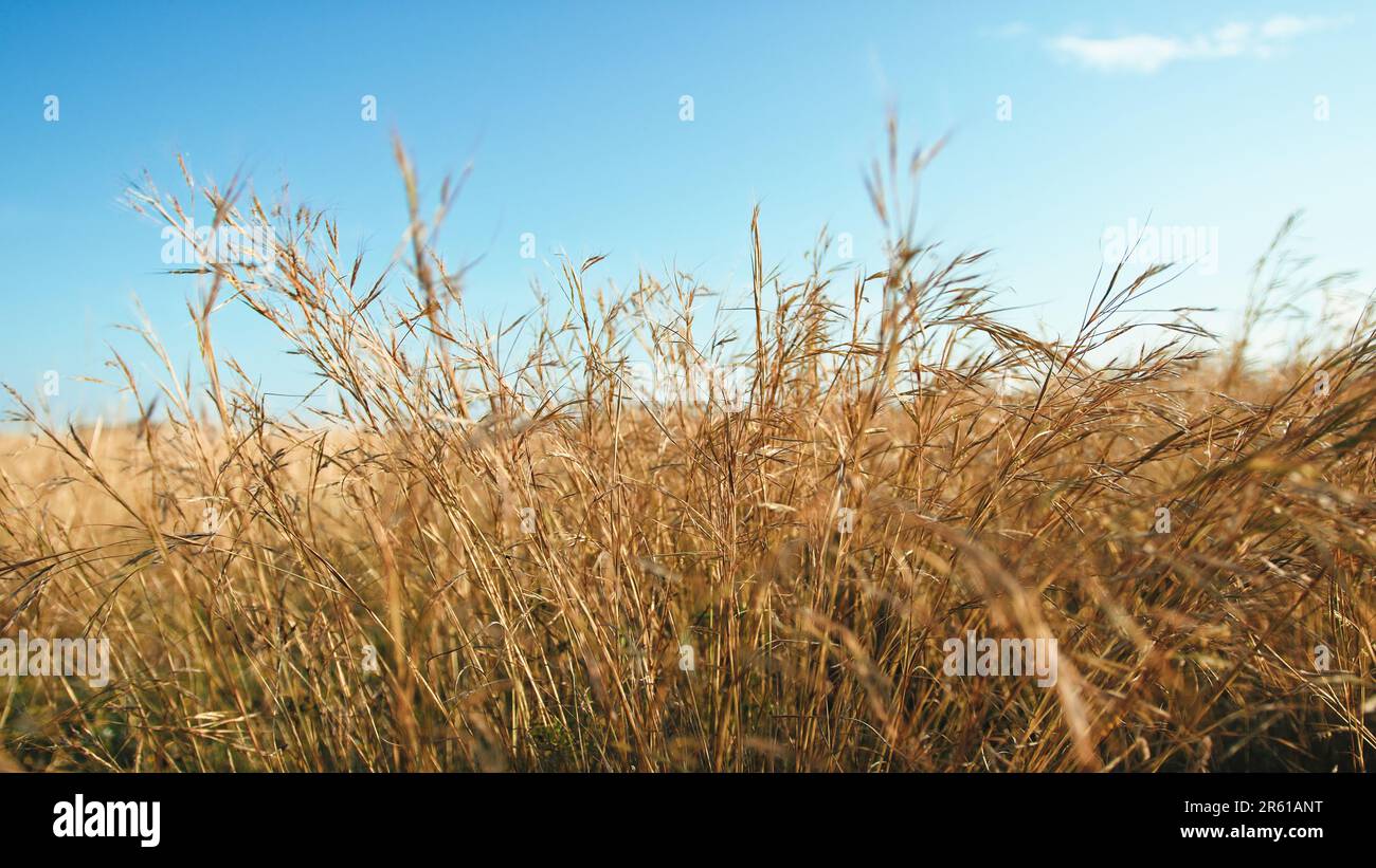 Hay plants blown wind under hi-res stock photography and images - Alamy