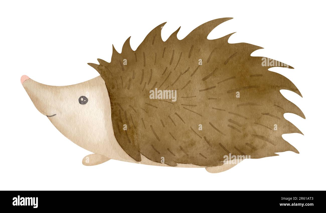 Cute little Hedgehog on white isolated background. Hand drawn ...