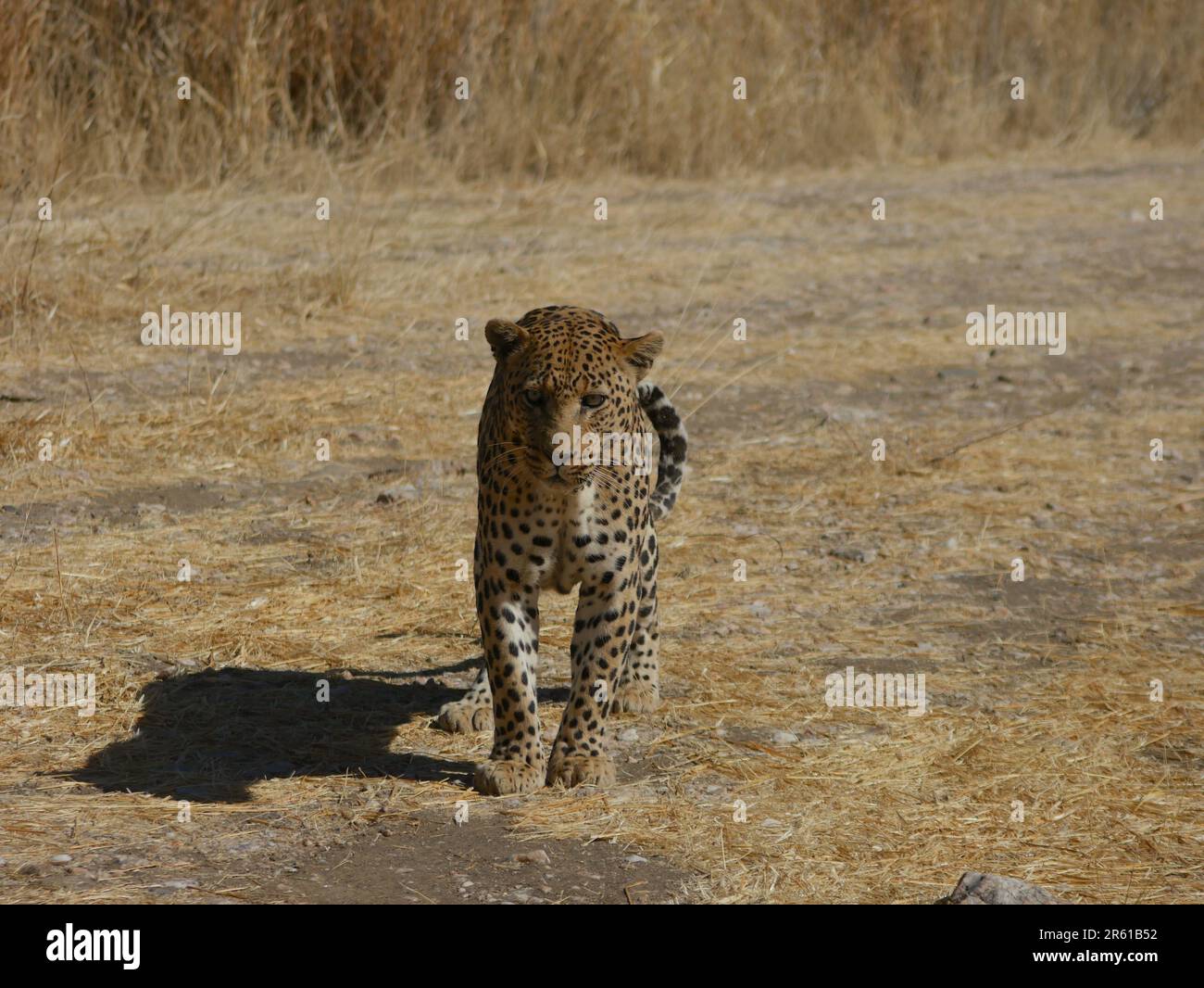 Cheetah on the hunt Stock Photo - Alamy