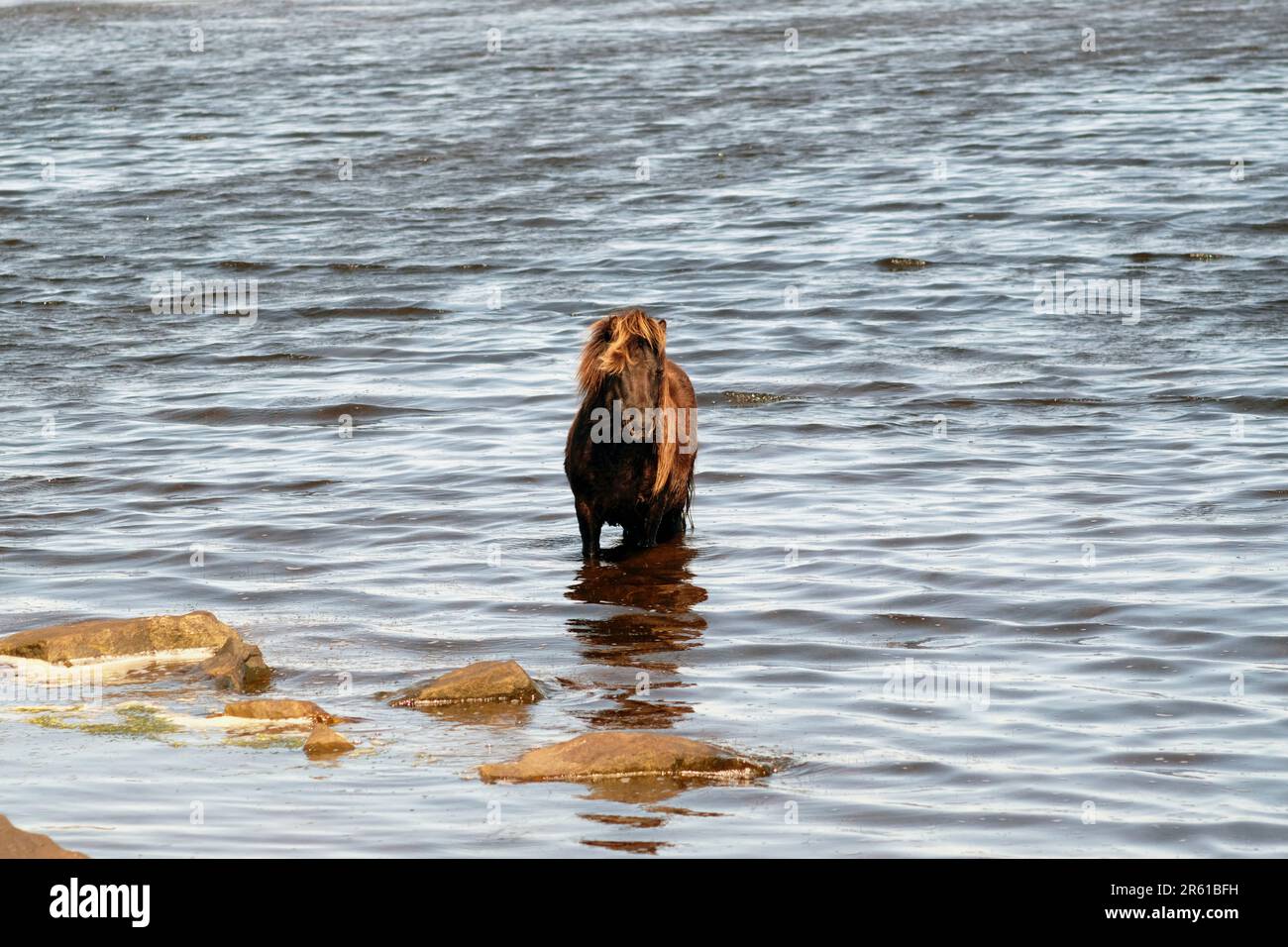 Scotland, Western Isles, South Uist, Loch Bi, Geirinis, Wild native ...