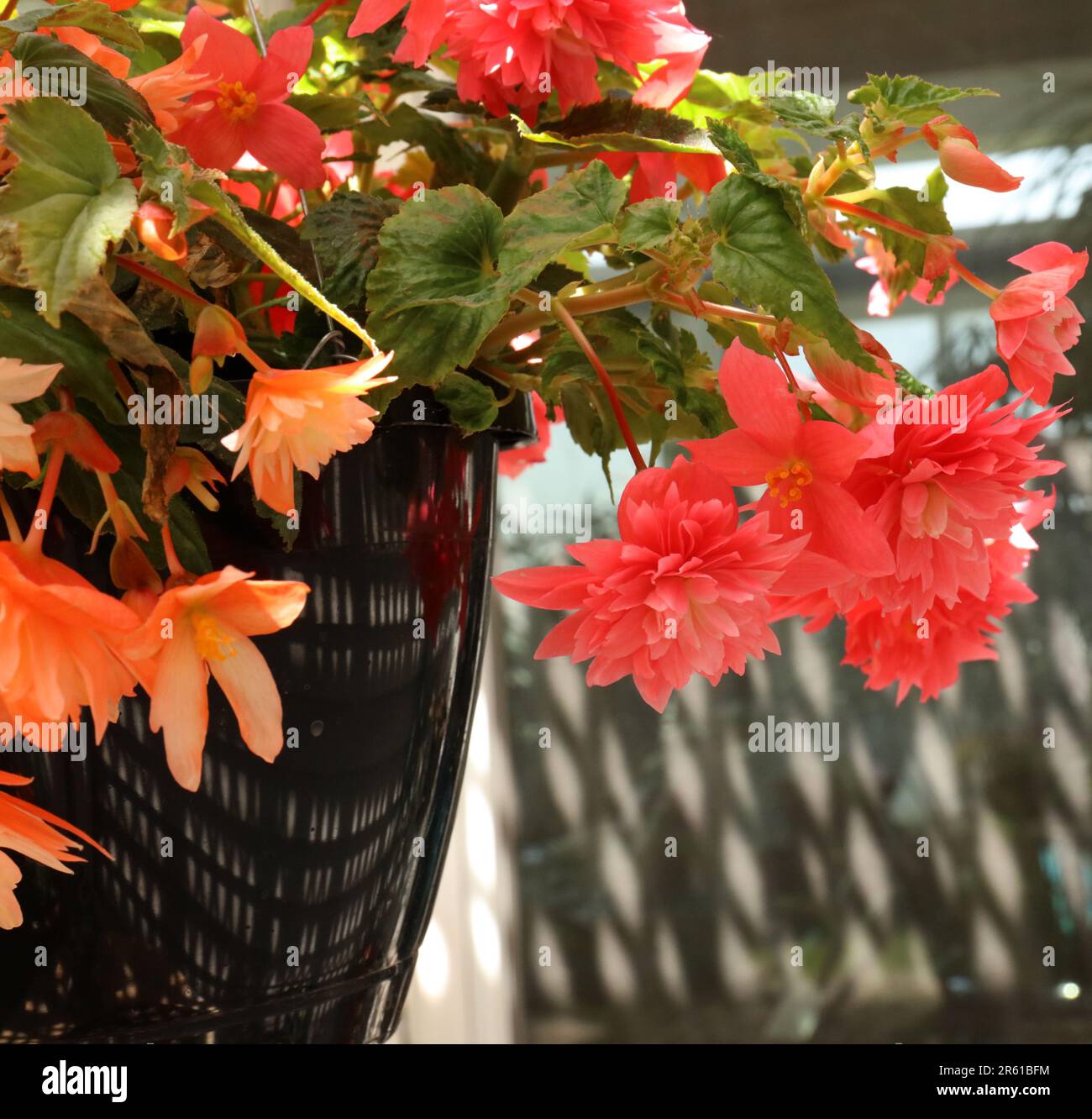 Trailing begonia pot hi-res stock photography and images - Alamy