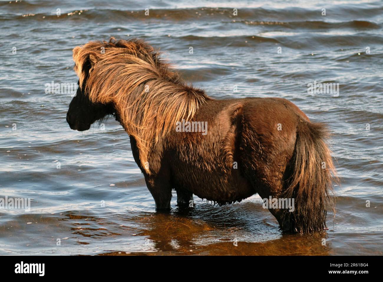 Scotland, Western Isles, South Uist, Loch Bi, Geirinis, Wild native ...