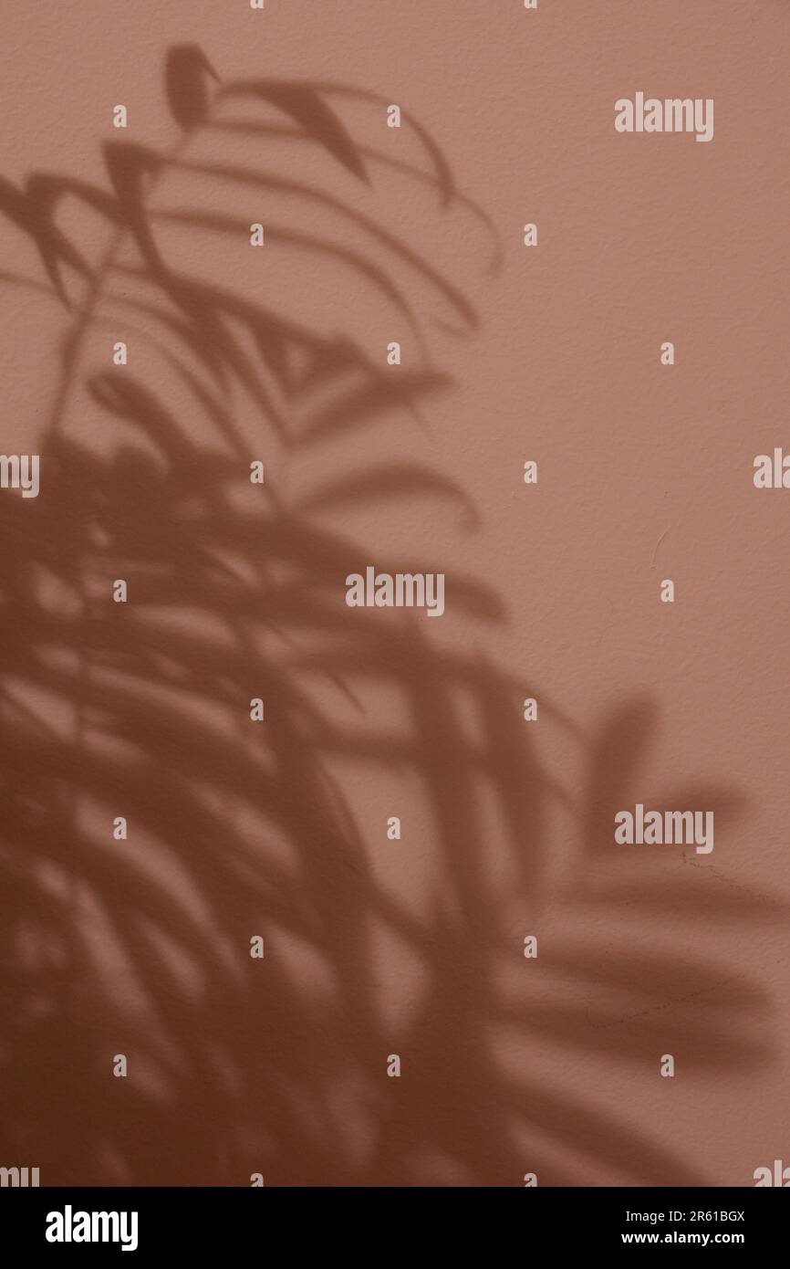 A pink wall with a cast shadow of a plant, creating a unique visual ...