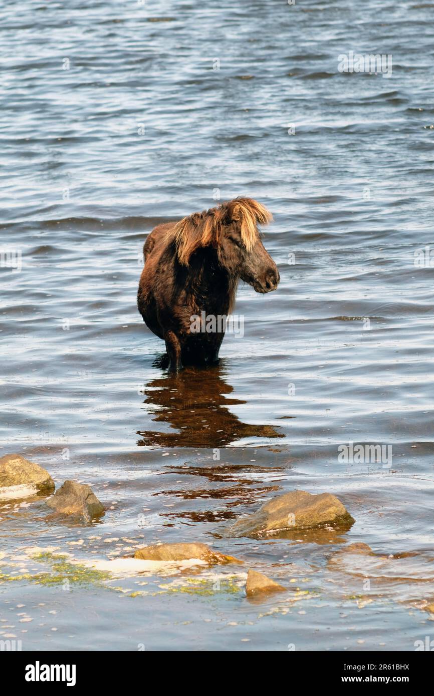 Native animals of scotland hi-res stock photography and images - Alamy