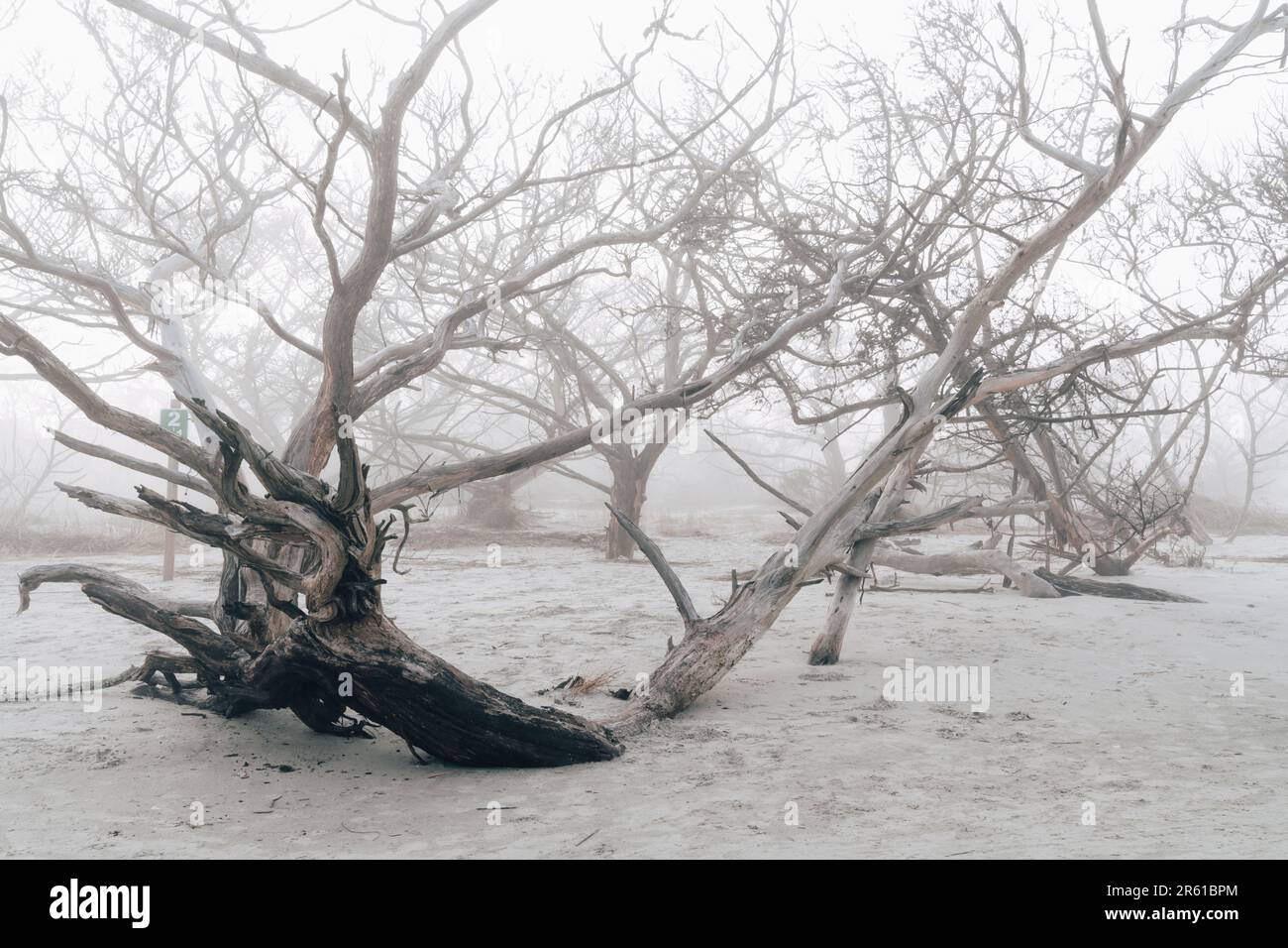 Gnarly dead trees on the beach at Jekyll Island Georgia Driftwood Beach ...