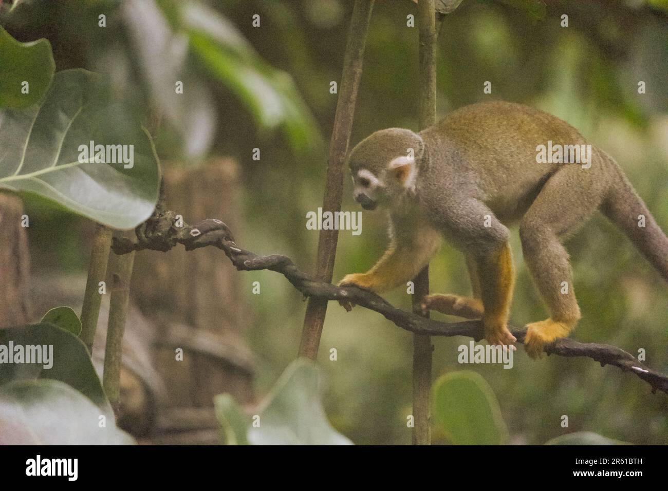 A squirrel monkey walking on branch Stock Photo - Alamy