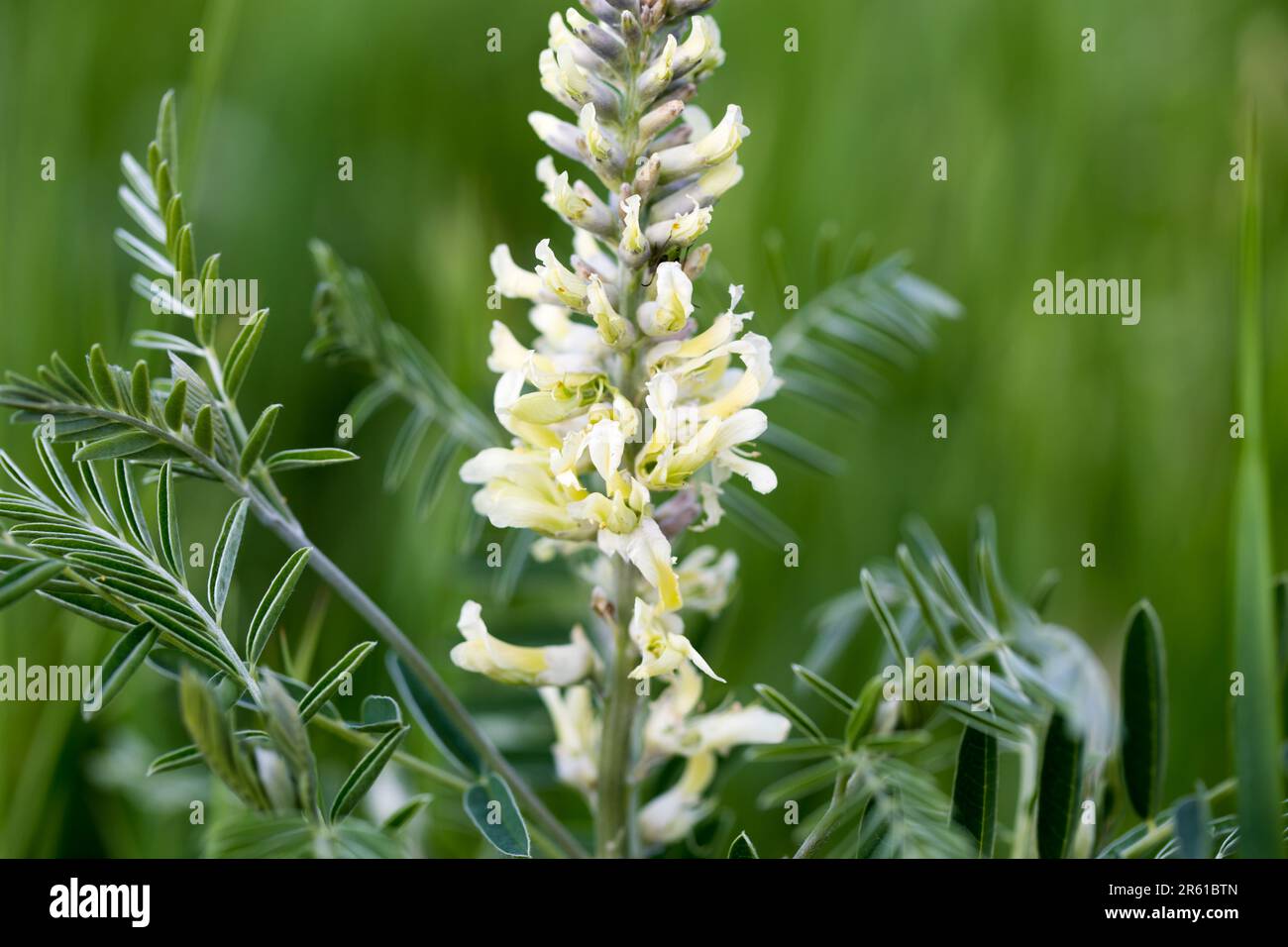 Sophora foxtail, Sophora alopecuroides, Sophora vulgaris, perennial ...