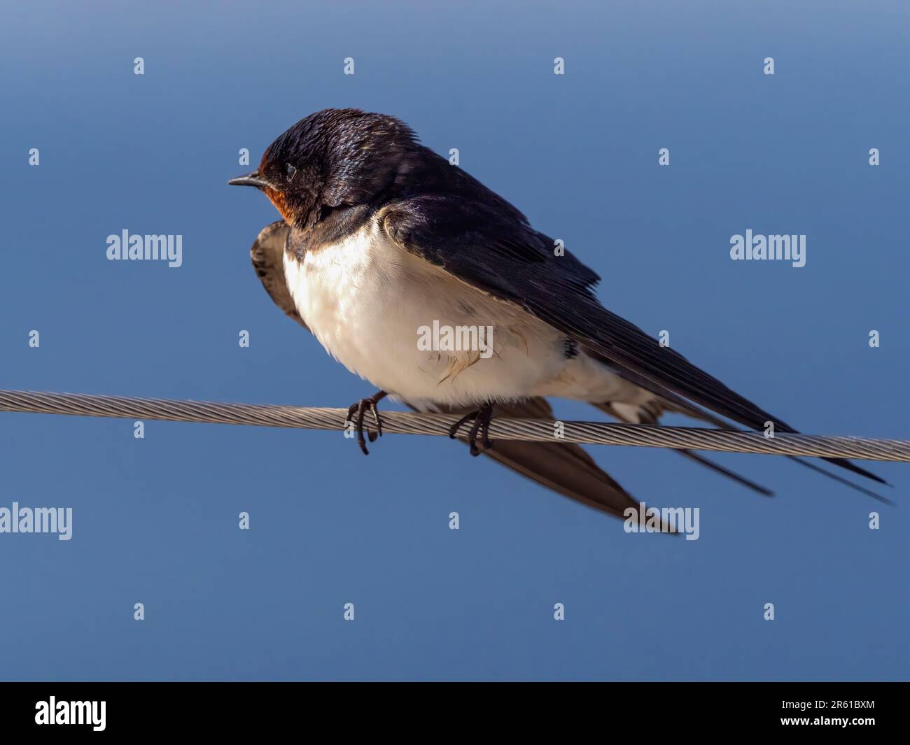 A female Swallow perches on the rails of a sailing yacht at sea Stock ...