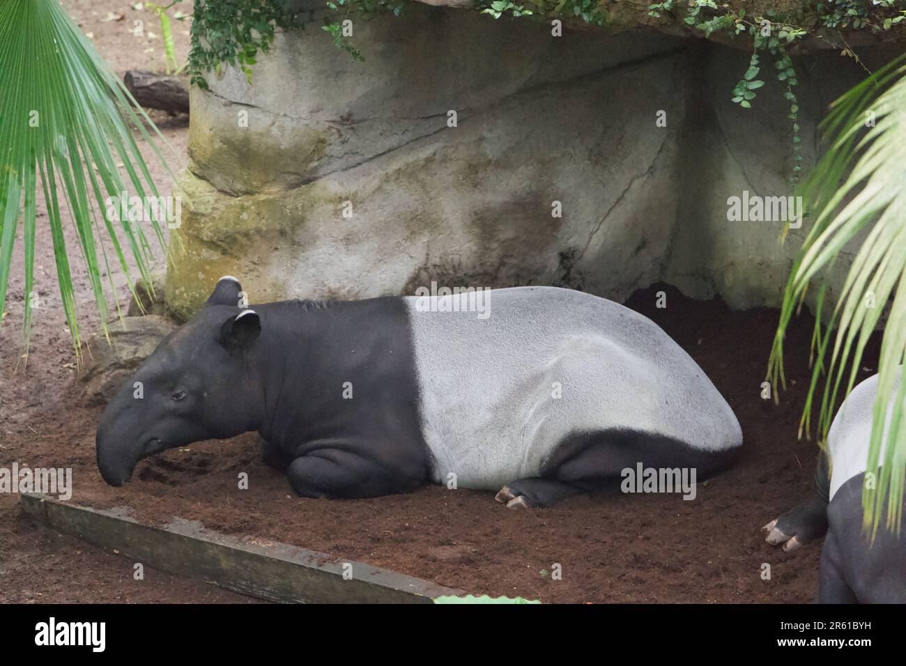 Tapir malayan hi-res stock photography and images - Alamy