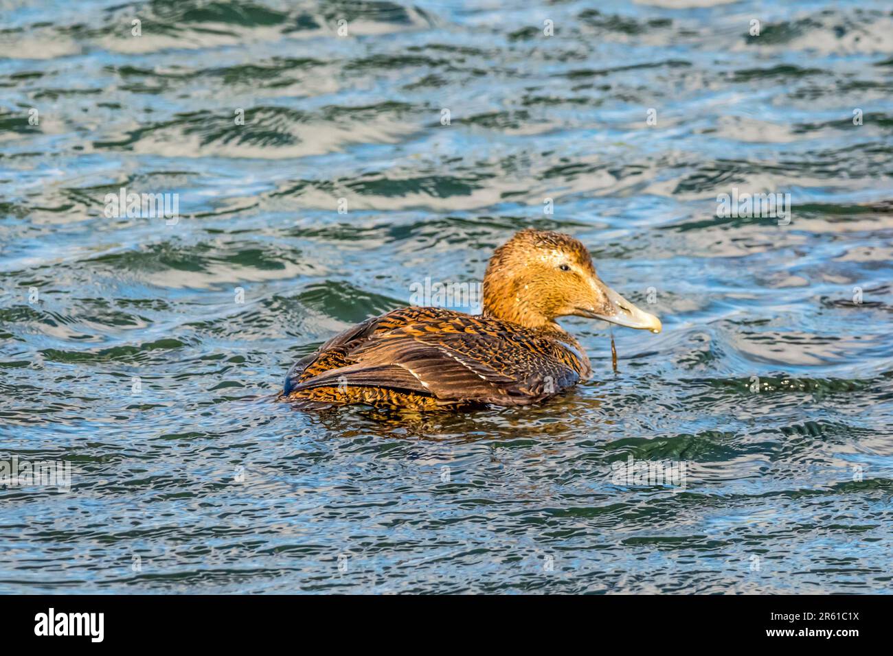Female eider duck, Somateria mollissima, in the voe at Boddam on ...