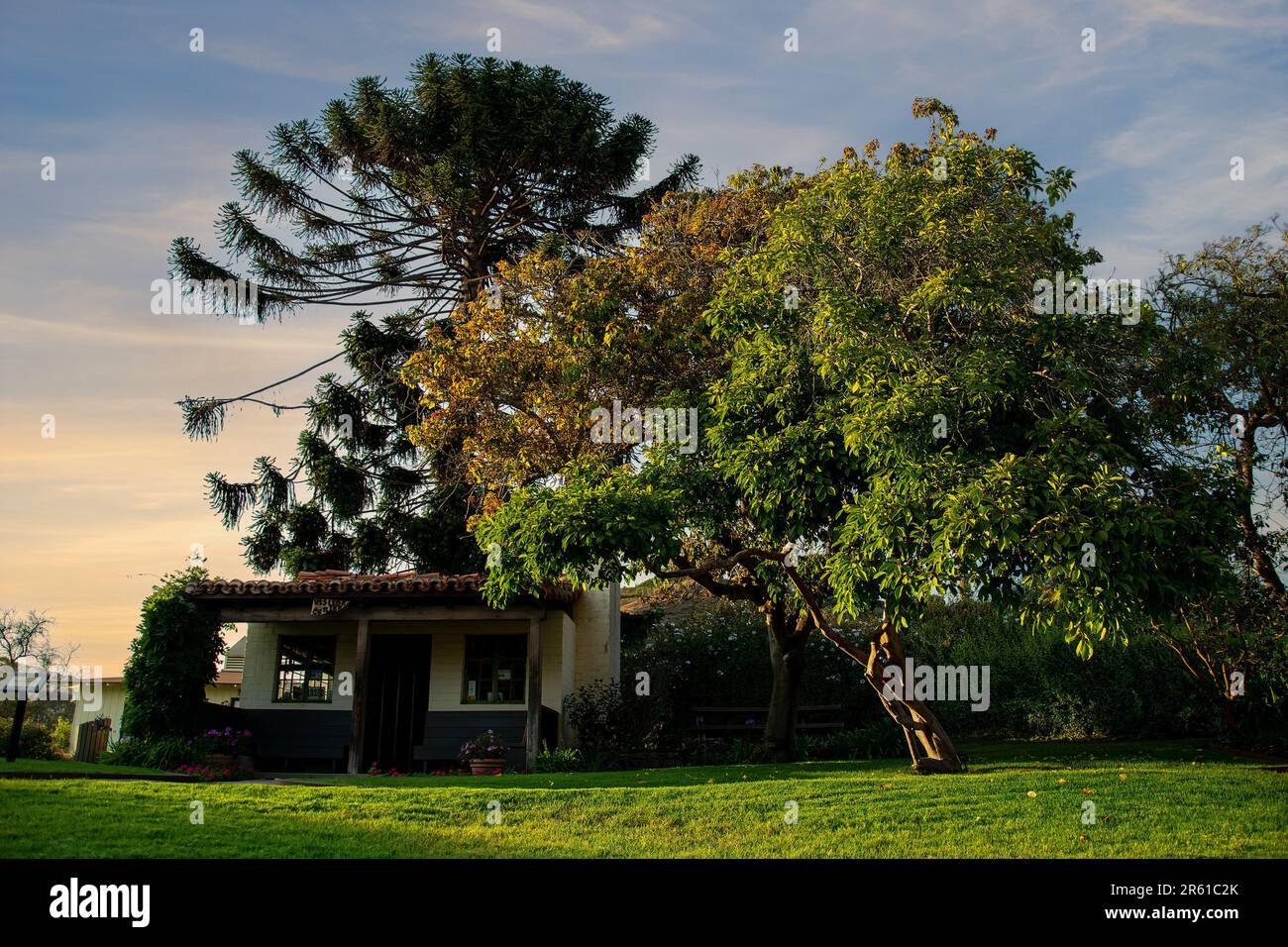 A scenic outdoor setting featuring tall trees near a buildings Stock ...