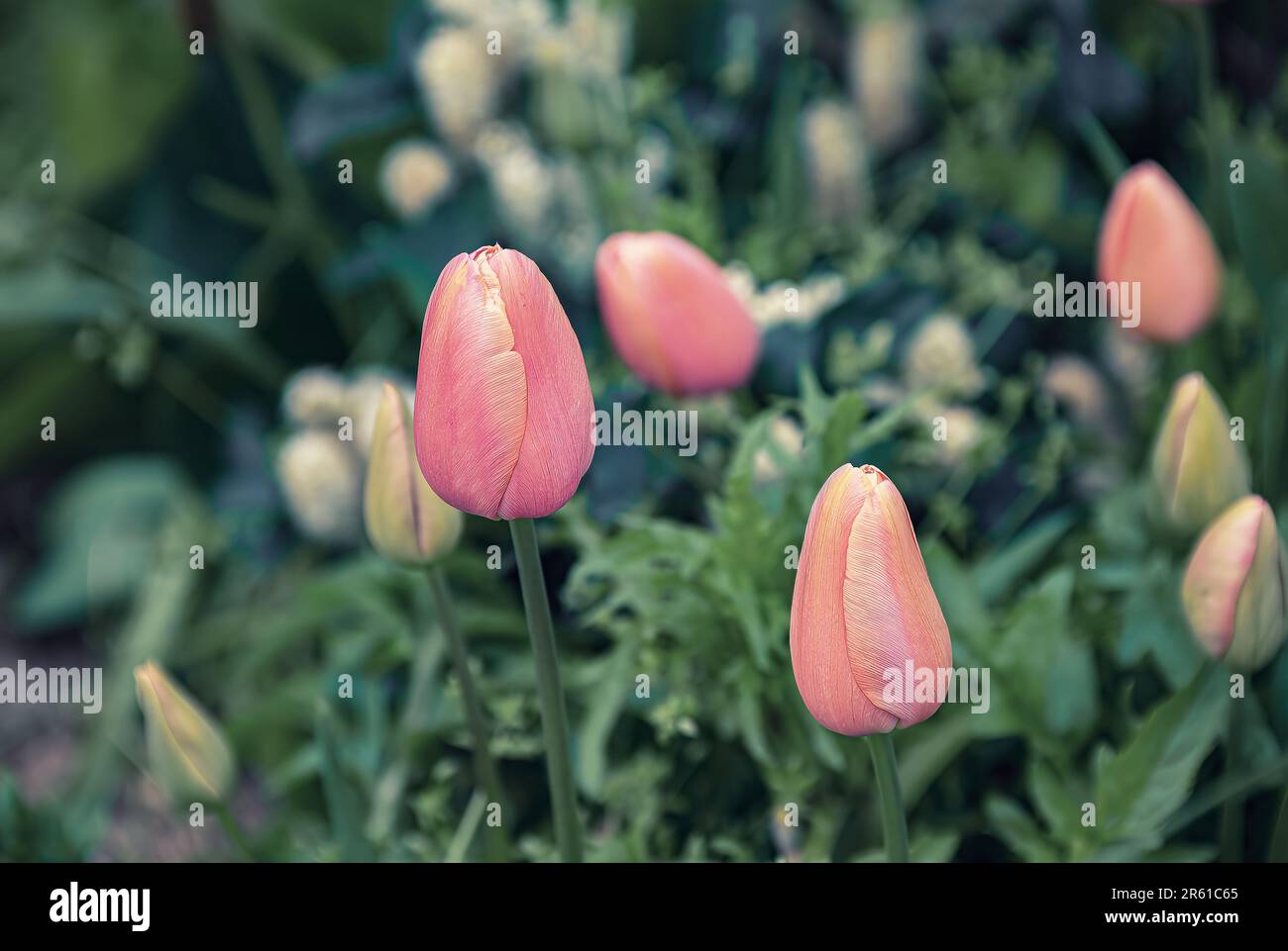 A scenic garden scene featuring pale pink tulips surrounded by green ...