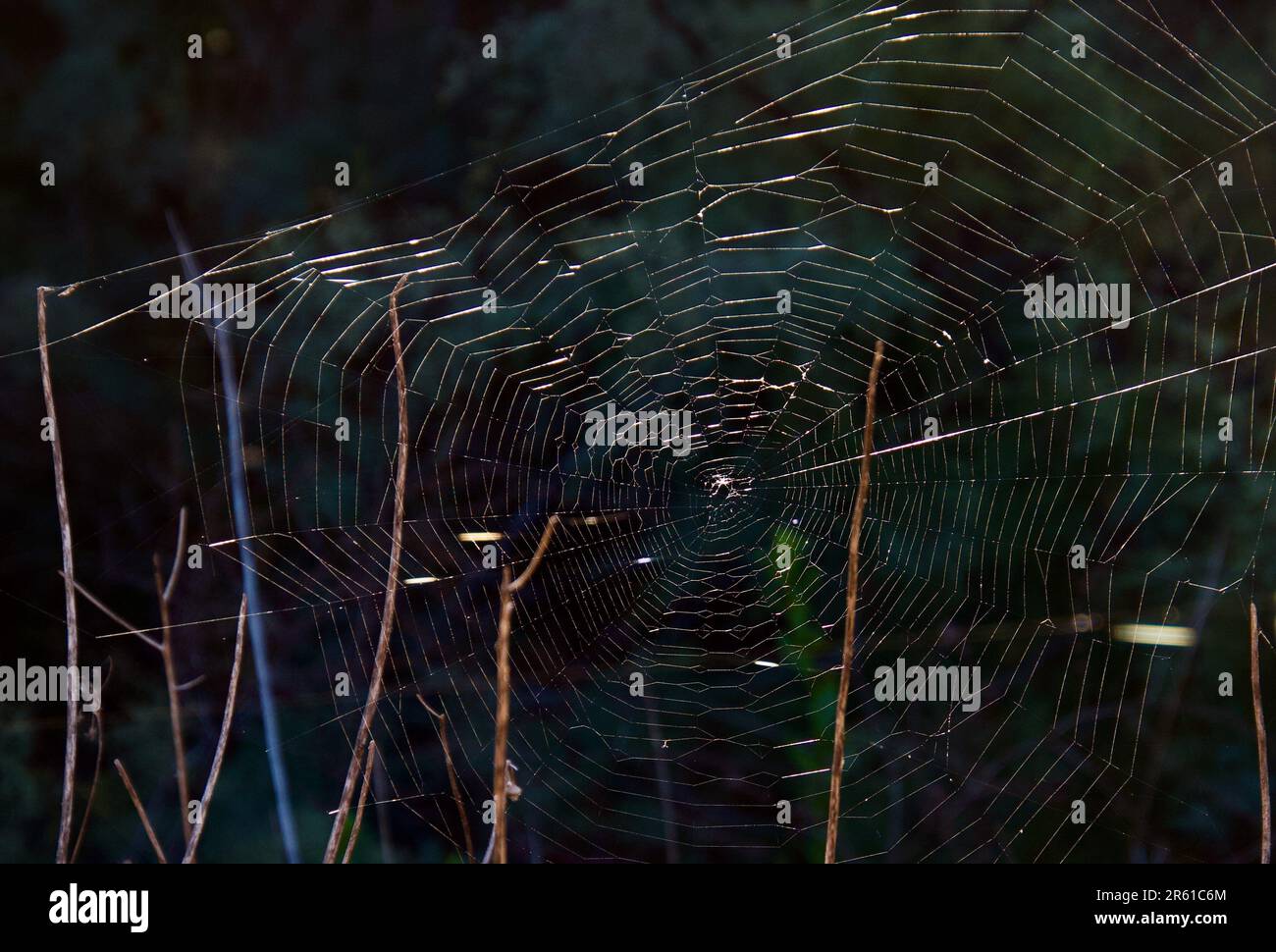 A close-up photograph of a spider's web in a lush, green forest Stock ...